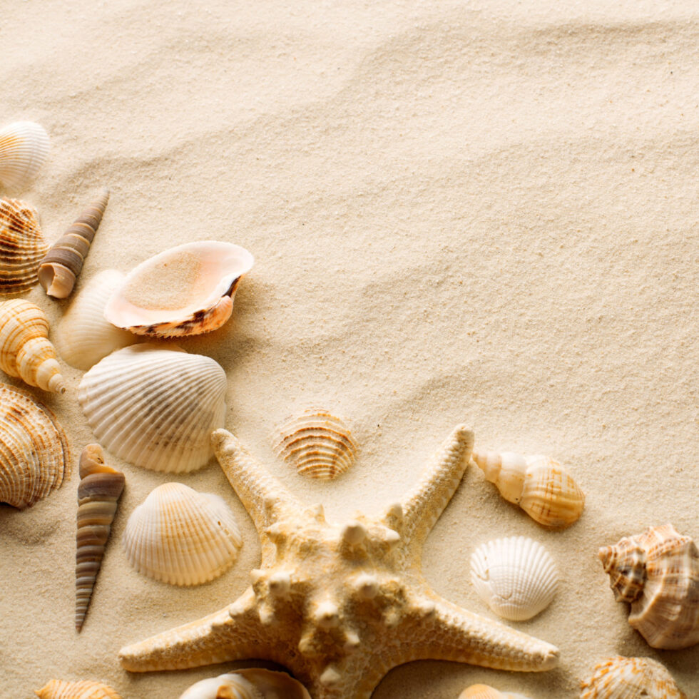 Meetings | NC Shell Club