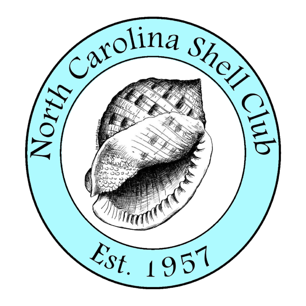 State Shell | NC Shell Club