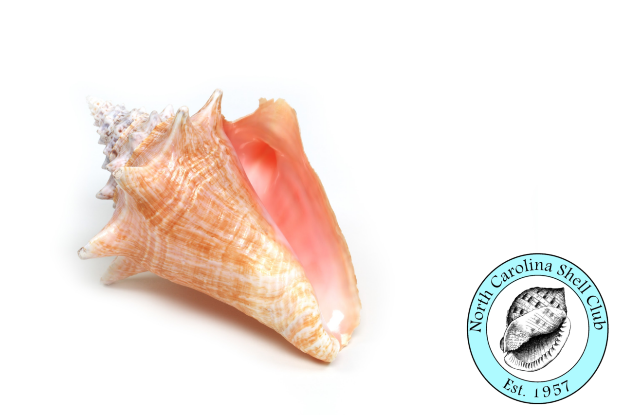 2025 Board Of Directors | NC Shell Club