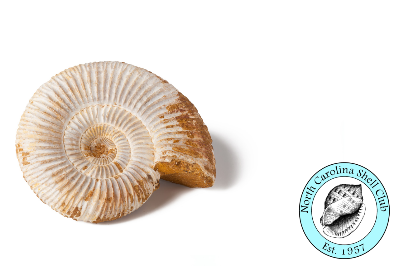 2025 Board Of Directors | NC Shell Club