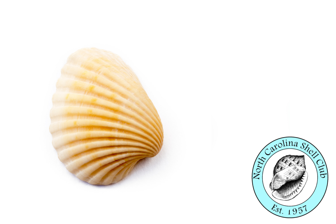 2025 Board Of Directors | NC Shell Club