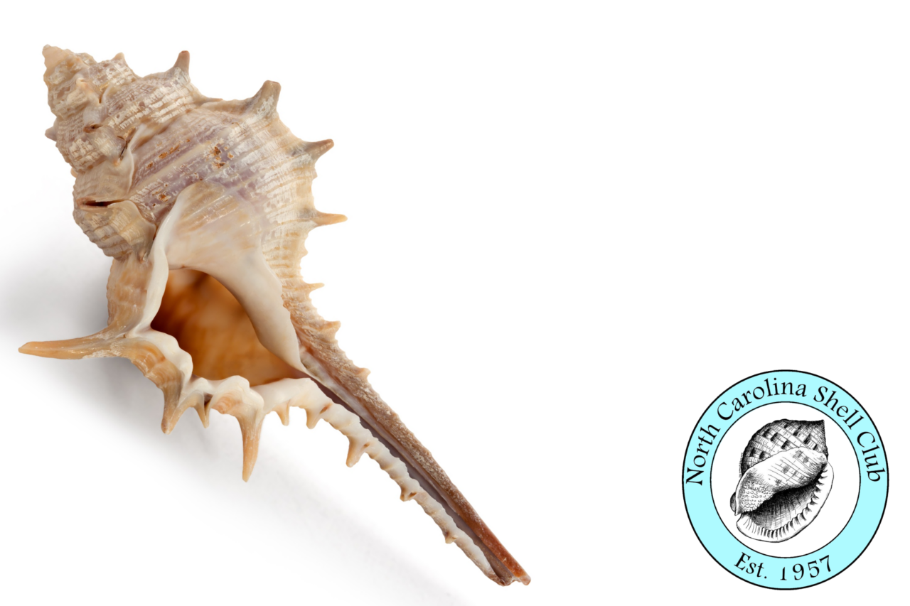 2025 Board Of Directors | NC Shell Club