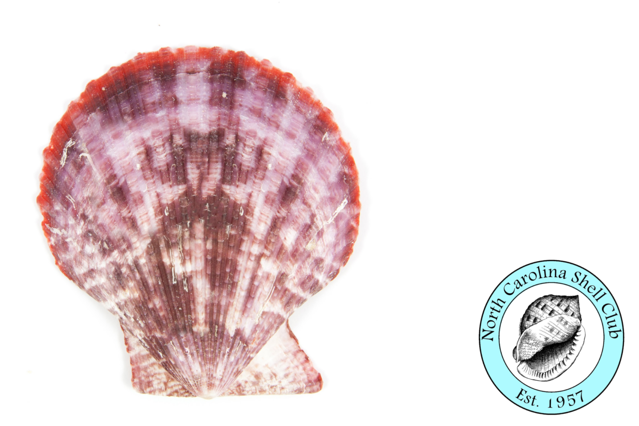 2025 Board Of Directors | NC Shell Club