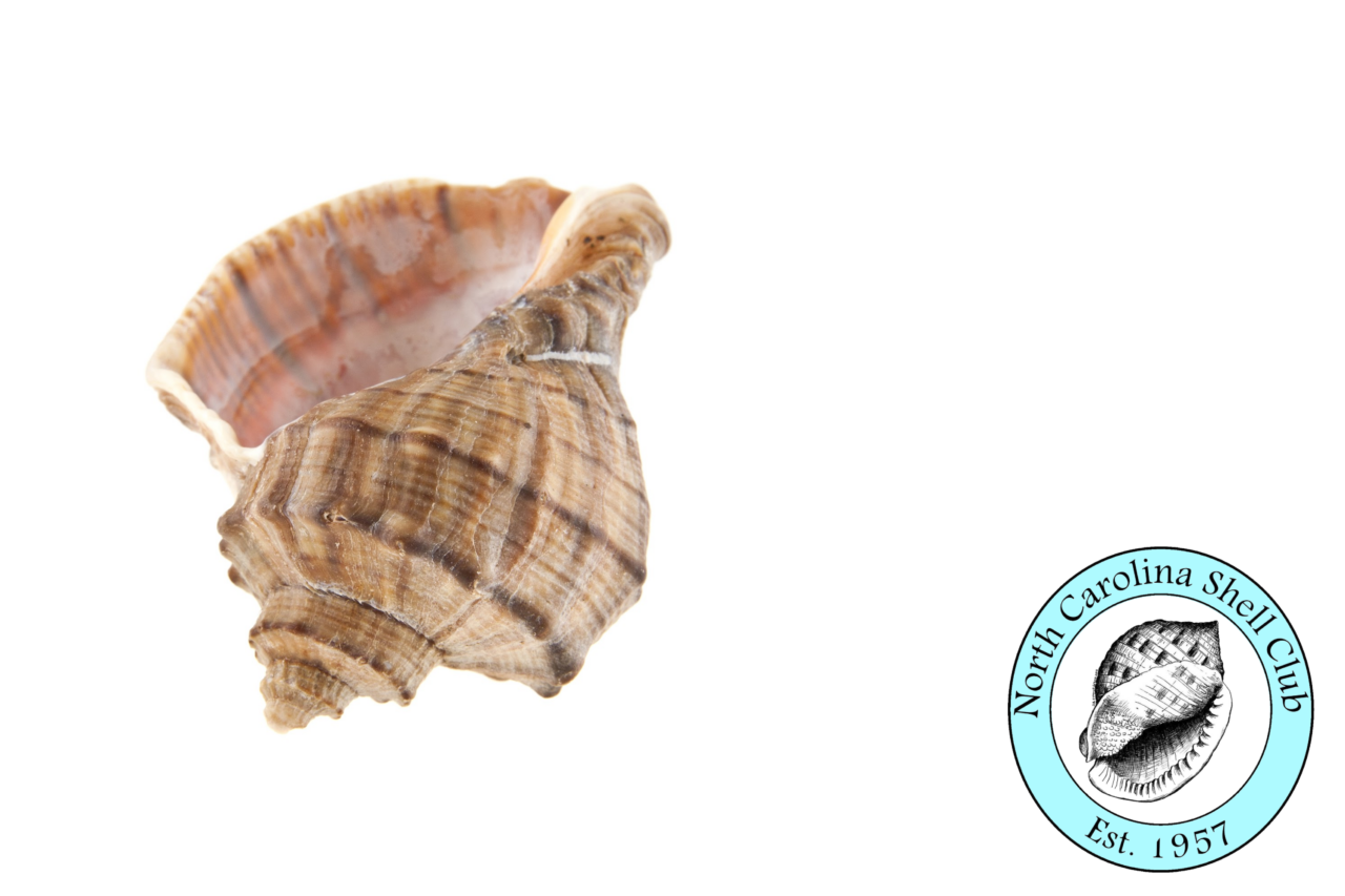 2025 Board Of Directors | NC Shell Club