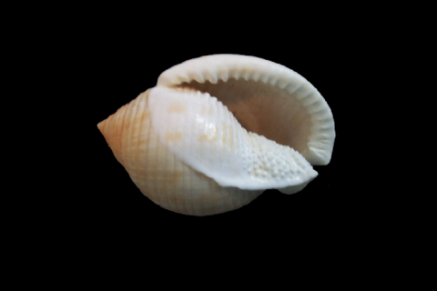 State Shell | NC Shell Club