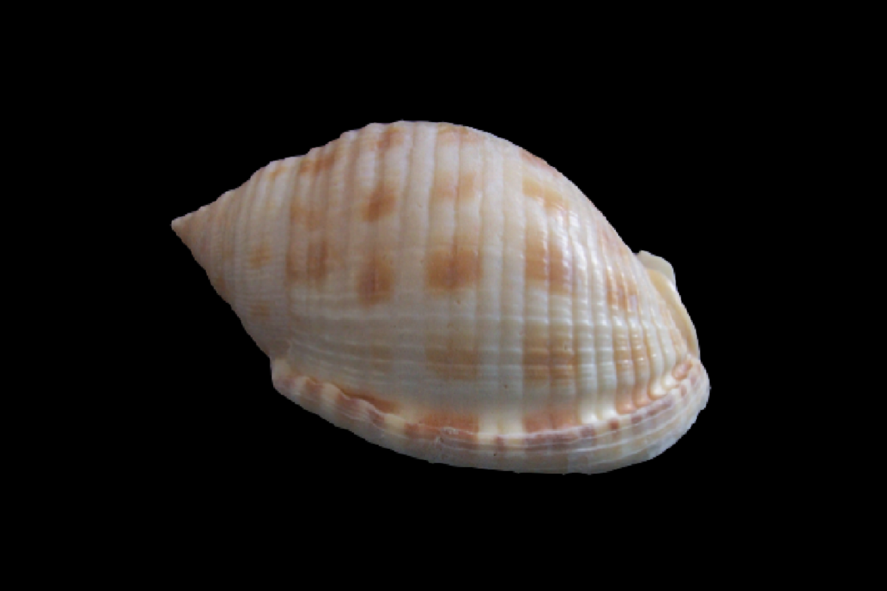 State Shell | NC Shell Club