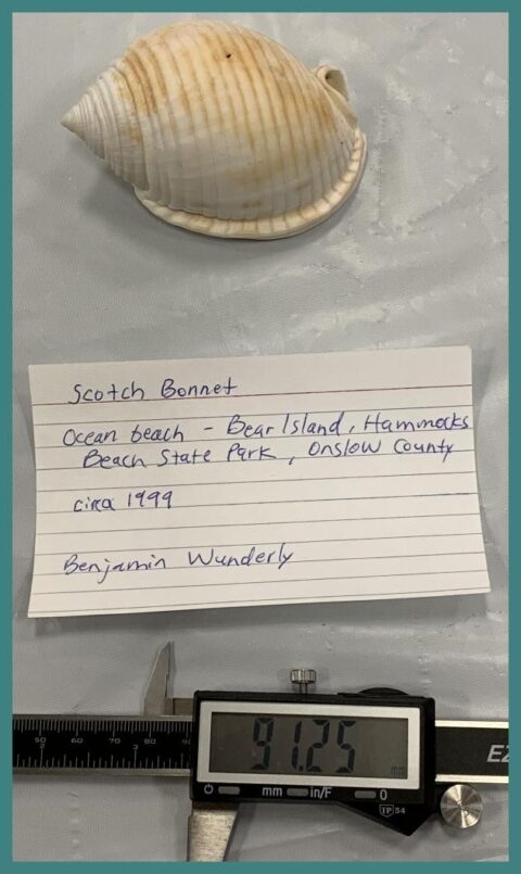 State Shell | NC Shell Club