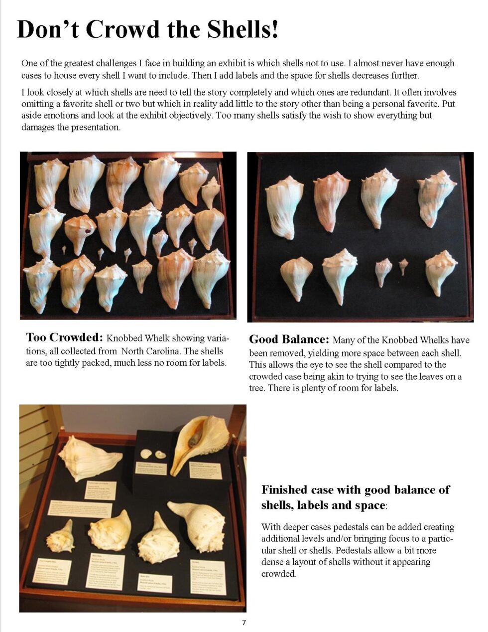 How To Build A Shell Show Exhibit | NC Shell Club